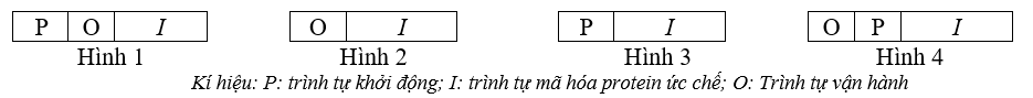 Hình nào sau đây minh họa đúng sơ đồ cấu trúc của gene điều hòa tổng ...