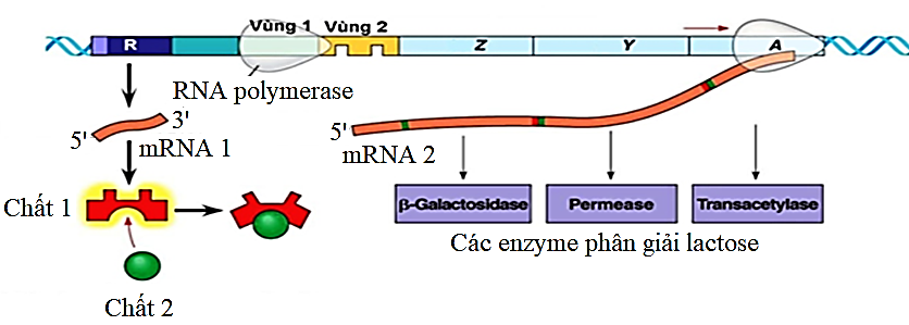 Hình dưới đây mô tả cơ chế điều hoà biểu hiện gene của operon Lac ở vi ...