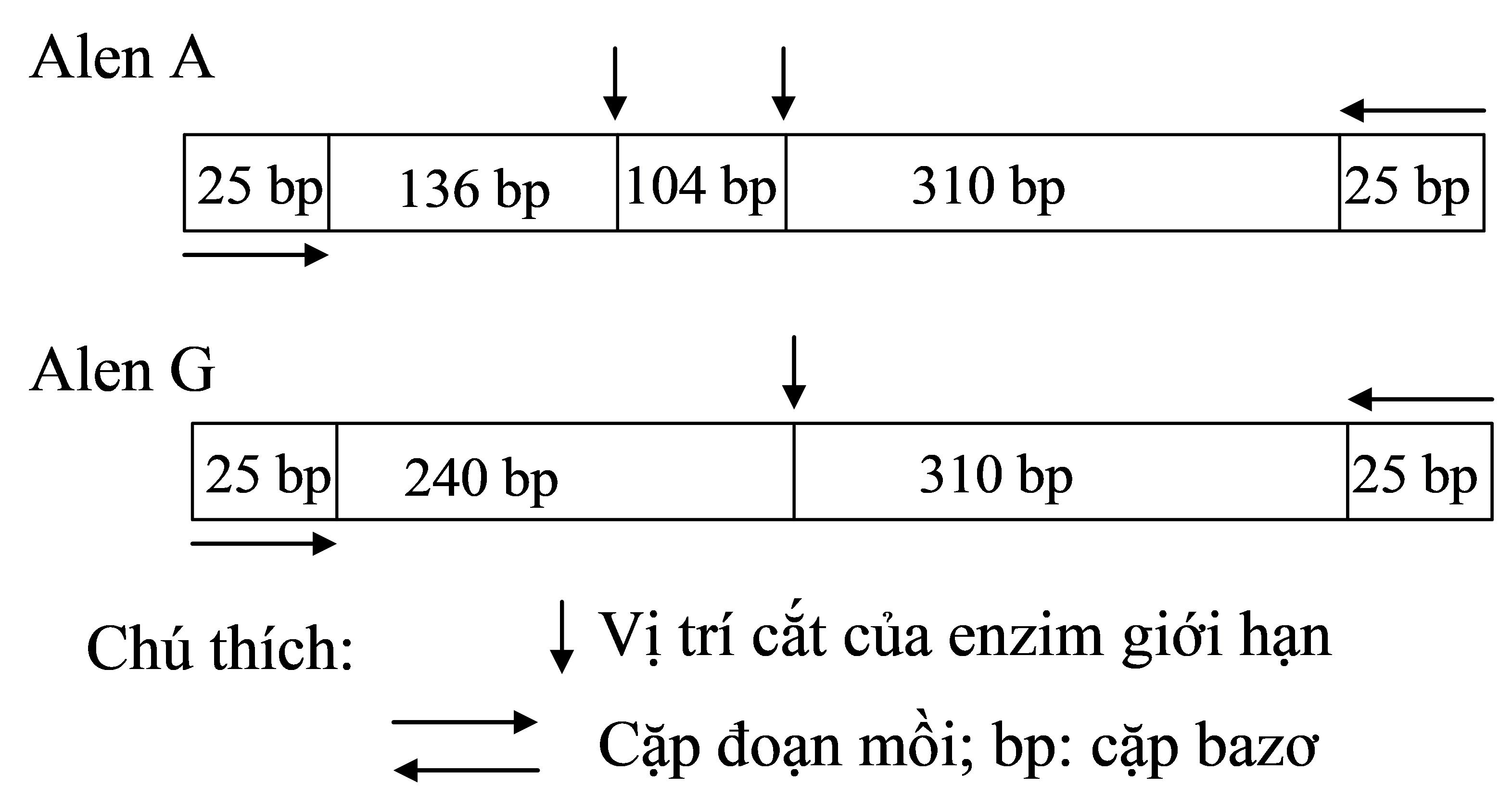 Ở người, đa hình đơn nuclêôtide trong gen X, biểu hiện bởi cặp ...