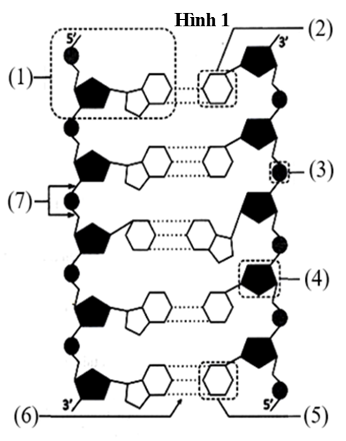 Dựa vào mô hình điều hòa hoạt động của operon Lac, hãy cho biết có bao ...