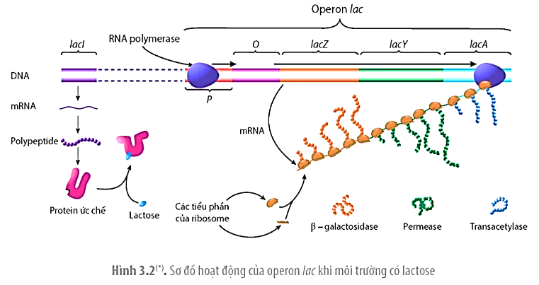 Nhận định nào sau đây không đúng?