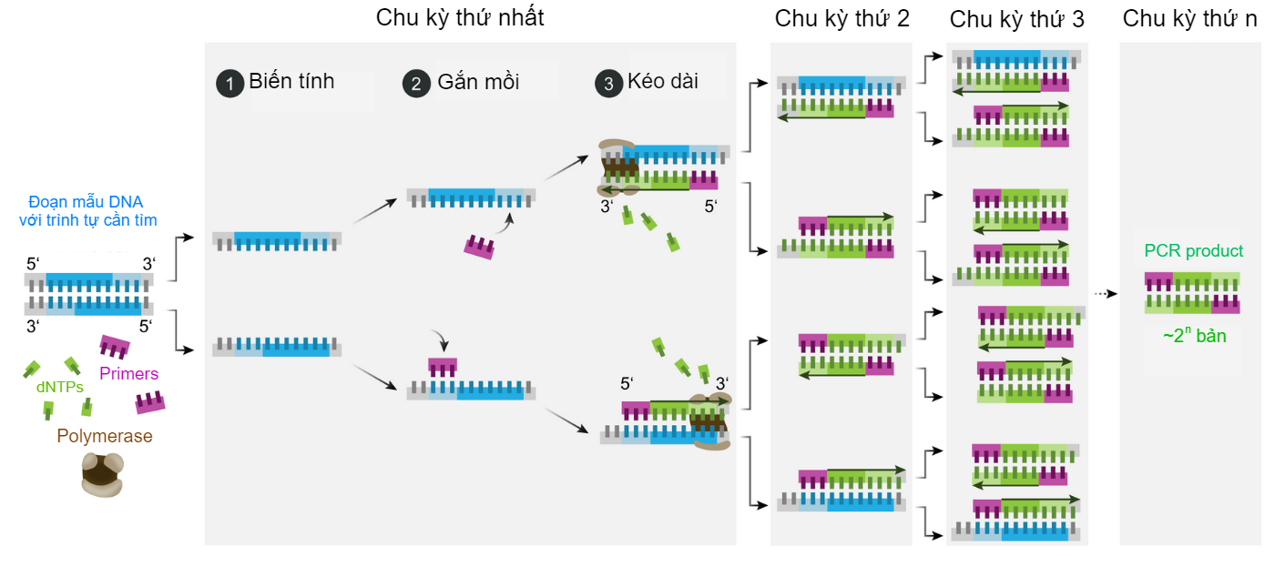 PCR là viết tắt của thuật ngữ Polymerase Chain Reaction (phản ứng chuỗi ...