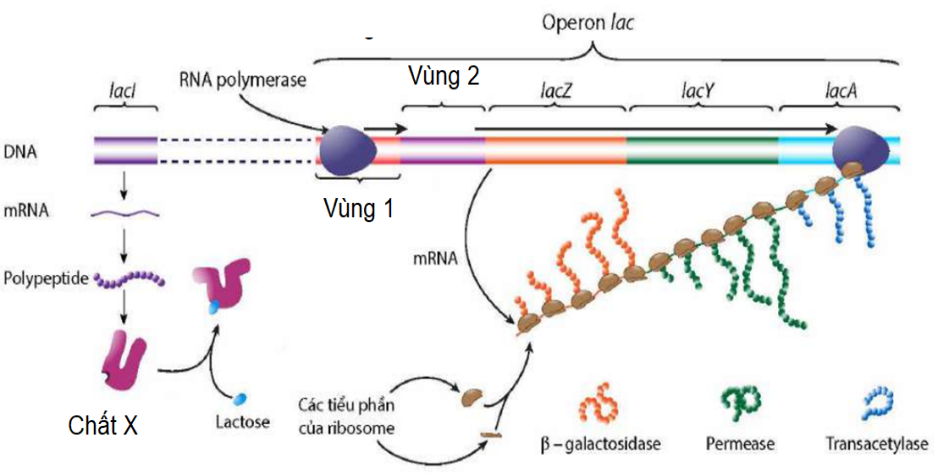 Quan sát hình ảnh về cơ chế hoạt động của Operon Lac.