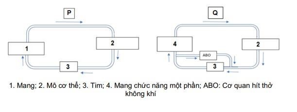 Các hệ tuần hoàn của hai con cá (P và Q) được thể hiện. Các nhân xét ...